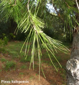 Pin – Pinus | Le Peuple d'À Côté