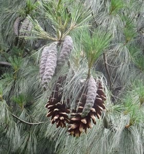 Pinus wallichiana – Pin de l’Himalaya | Le Peuple d'À Côté