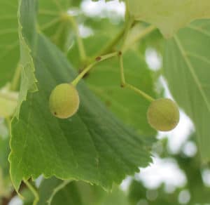 Tilleul – Tilia | Le Peuple d'À Côté