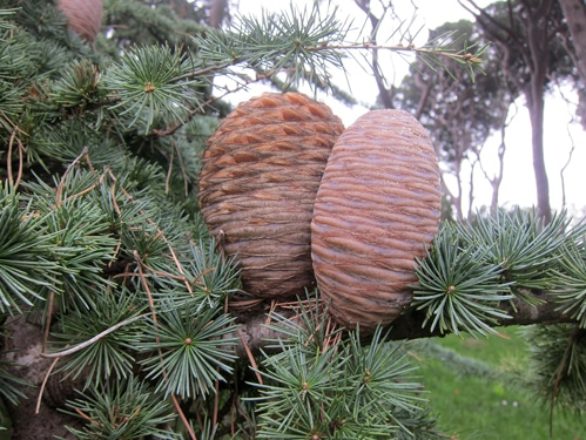 Cèdre – Cedrus | Le Peuple d'À Côté