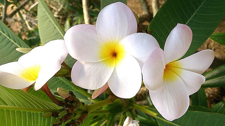 Frangipanier – Plumeria | Le Peuple d'À Côté