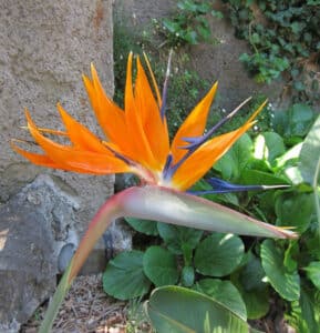 Inflorescences | Le Peuple d'À Côté