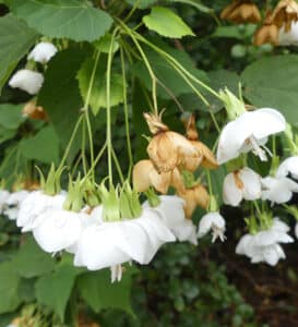 Inflorescences | Le Peuple d'À Côté